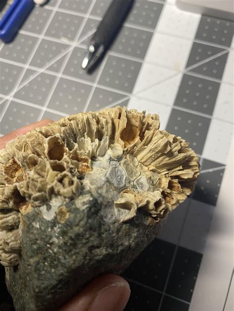 Are These Dead Barnacles Or Fossilized Barnacles Rfossilid