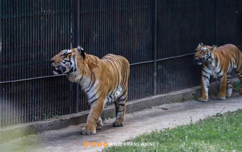 تزايد عدد النمور بالهند وسكان أصليون يطالبون بحقهم في أراض Ark News