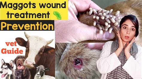 Why Are Maggots In Wounds At Adrienne Maldonado Blog
