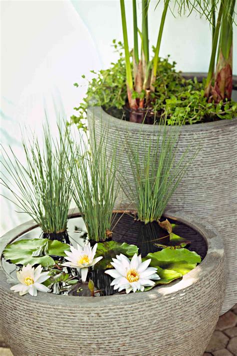 How To Plant A Water Lily Garden