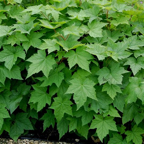 Rubus Odoratus Van Berkum Nursery