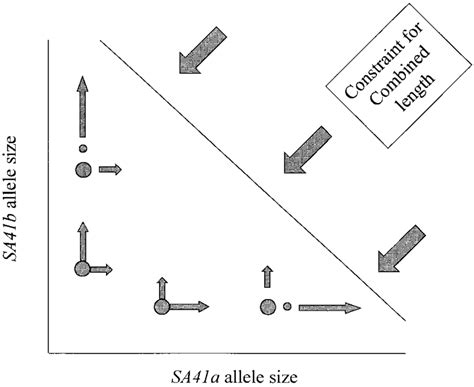 A Parsimonious Model For The Generation Of Download Scientific Diagram