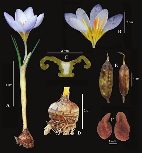 Crocus Corm