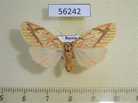 Arctiidae Barsine Striata Primorye Fareastinsects