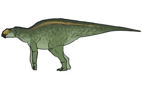 Secernosaurus Separated Lizard Herbivore