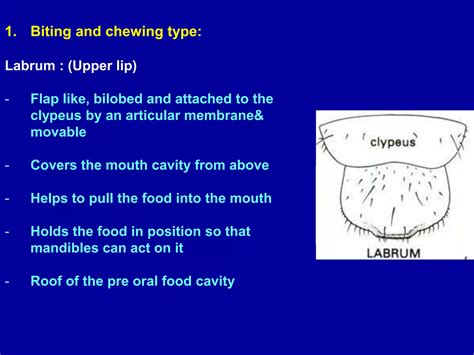 Aen 201 Ex No 4 Mouthpartpptx