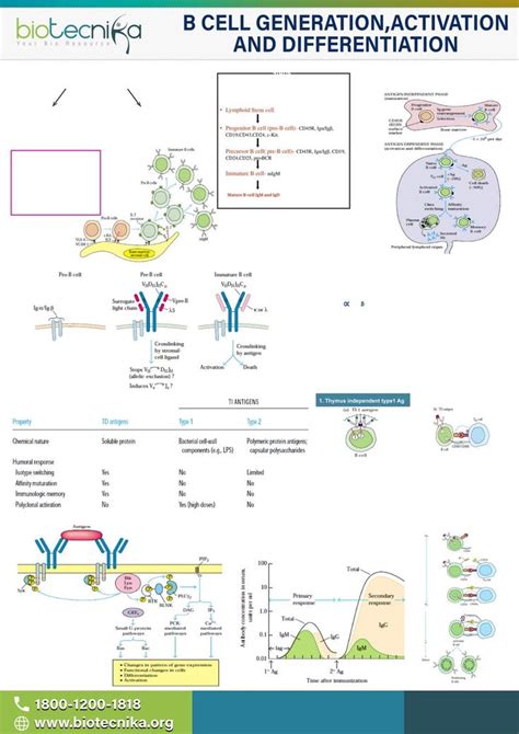 B Cell Generation Activation And Differentiation Medical School