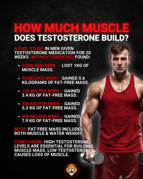 Does Testosterone Increase Muscle Mass Spartan Masculinity