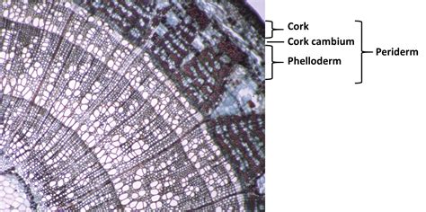 213 Plant Tissues Biology Libretexts