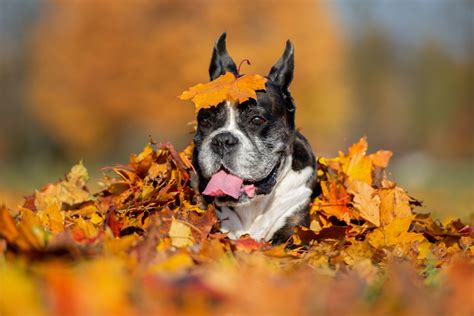 Leaves Dog Canine Caring For Stiff Joints In Dogs Vitalize Canine