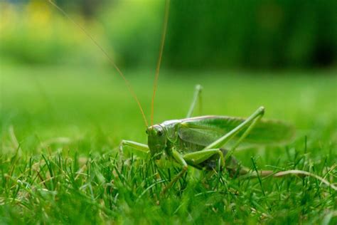 Get Rid Of Grasshoppers How To Protect Your Plants