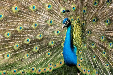 Fridolin A Special Peacock Gut Aiderbichl