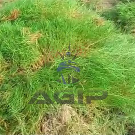 Green Round Bermuda Loose Grass For Fruits 3 Feet At Rs 249sq Ft In