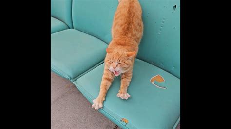 귀여운 고냥이 😆 Youtube