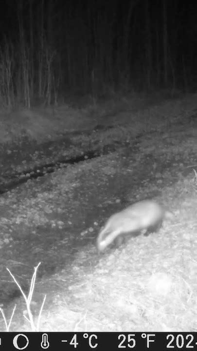 Āpsis āpši Badger Predator Latvija Trailcamera Youtube