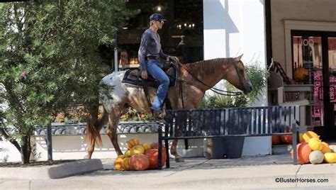 Ace Platinum Equine Auction