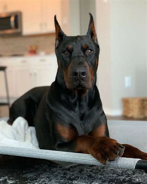 European Doberman Artofit