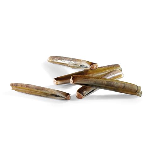 Razor Clams Premier Seafarmers By Nature