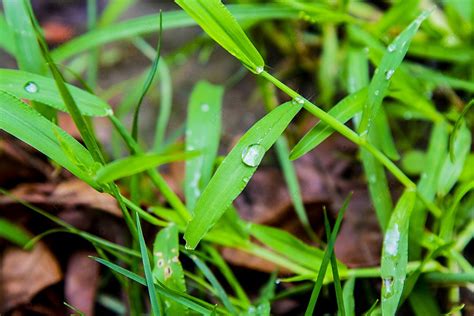 Water Drops On Grass In Shadow Photography Background Photography