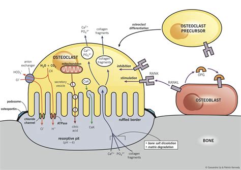 Calcium Homeostasis And Osteoporosis Mcmaster Pathophysiology Review