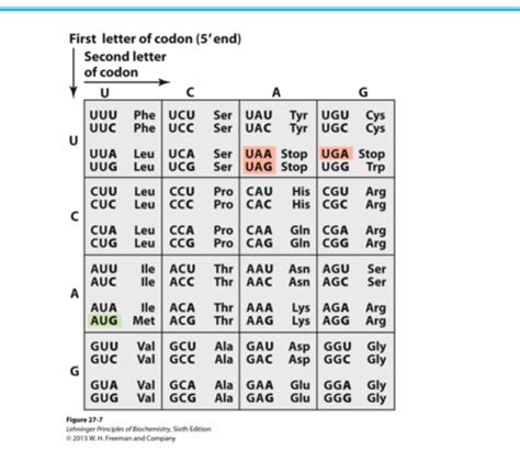 Biochem Lecture 6 Flashcards Quizlet