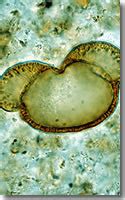 Paleobotany Lab Dedman College Of Humanities And Sciences Smu