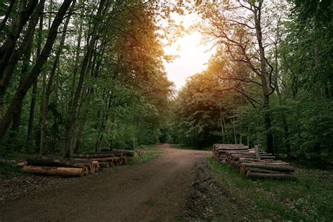 Premium Photo Path In The Forest A Row Of Tree Trunks Along The Walking Lane In The Woods