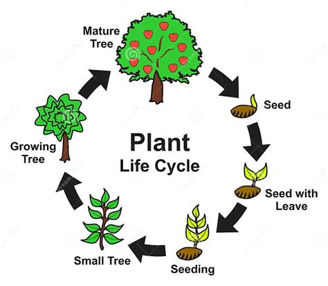 Plant Life Cycle Infographic Diagram Stages Stock Vector Illustration