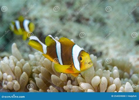 Gele Inkvis Op Anemon Stock Foto Image Of Leefgebied 254559000