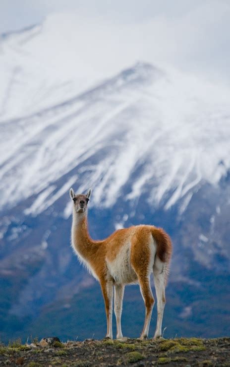 Premium Photo Close Up On Guanaco Camelid In The Nature