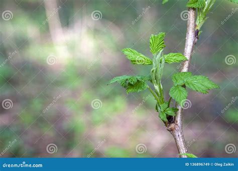 Young Raspberry Bushes Raspberry Seedlings Stock Image Image Of
