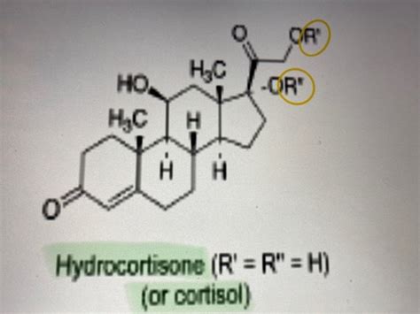 Steroids Flashcards Quizlet