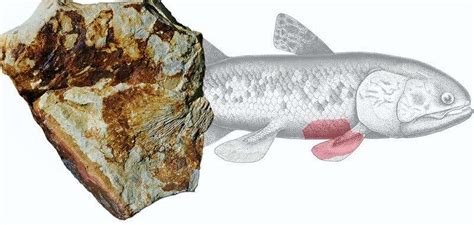 How The Coelacanth Got Its Fins New Scientist