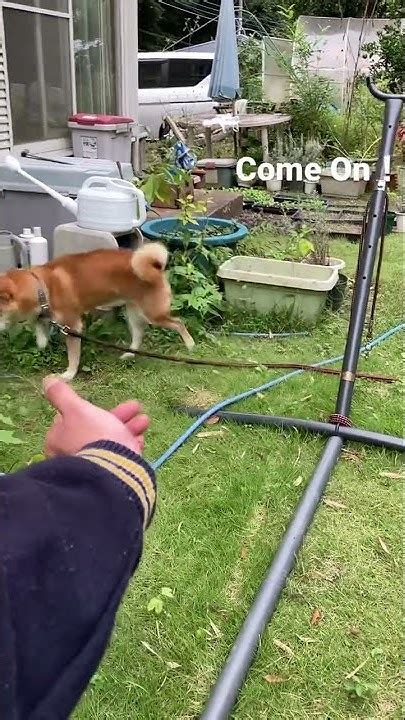 呼べばすぐ来る Youtube