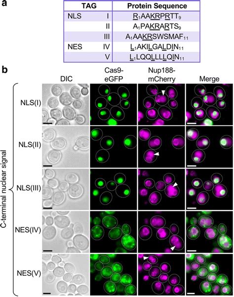 Subcellular Localization Of S Pyogenes Cas9 Tagged With Various Download Scientific Diagram