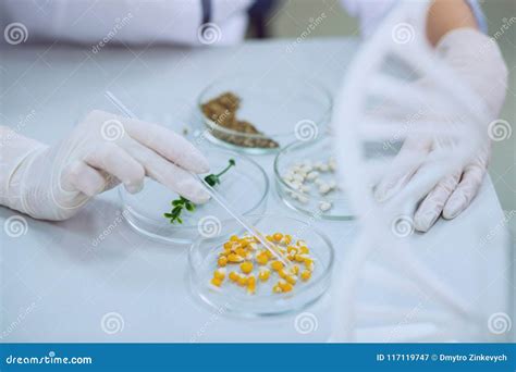 Skilled Bioengineer Doing A Test With Seeds Stock Image Image Of
