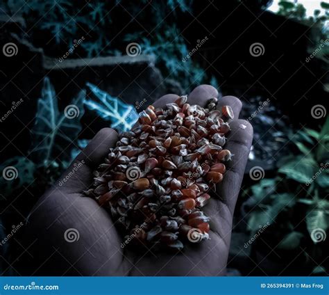 Corn For Bird Feed That Has Been Separated From The Stalks Stock Image Image Of Harvest