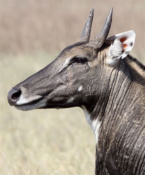 Boselaphus Tragocamelus Nilgai — Coke Smith Wildlife