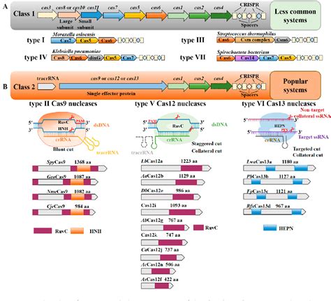 Figure 1 From Research Progress And Application Of Miniature Crispr