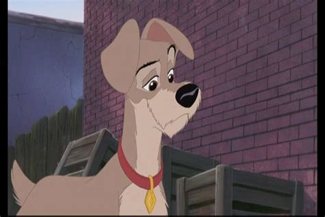 Tramp The Lady And The Tramp Wiki Fandom