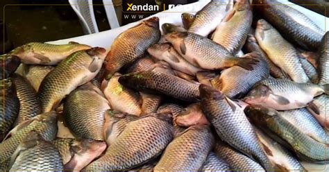 سامانی ماسی لە عێراق بەرەو نەمان دەچێت؛ شارەزایان هۆکارەکەی ئاشکرا دەکەن