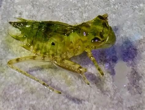 64 Best Water Nymph Images On Pholder Adventuretime Whatsthisbug And