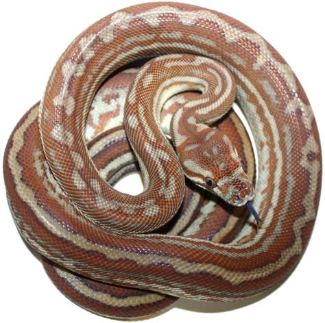 Hypo Genetic Stripe Female Centralian Carpet Python By Inland Reptile