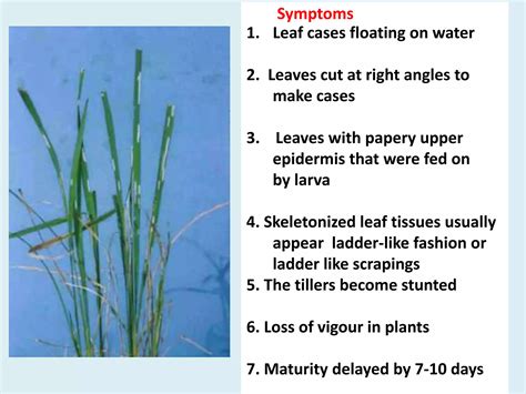 Pests Of Paddy 1 Pptx