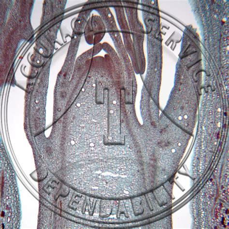 Liriodendron Tulipera Median Stem Tip Prepared Microscope Slide