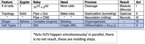Developmental Biology Exam 3 Flashcards Quizlet