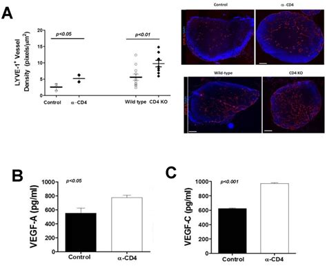 A Lyve 1 Vessel Density In Popliteal Lymph Nodes 7 Days After Cfaova
