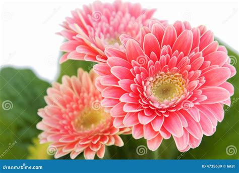 Drie Madeliefjebloemen Stock Afbeelding Image Of Bloemblaadje 4735639