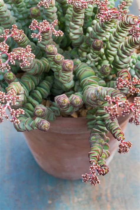 Types Of Succulents To Grow Gardens Illustrated