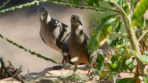 Where Do Mourning Doves Sleep All You Need To Know